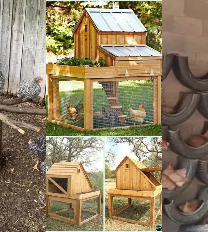 Cría gallinas en casa: ideas económicas y prácticas